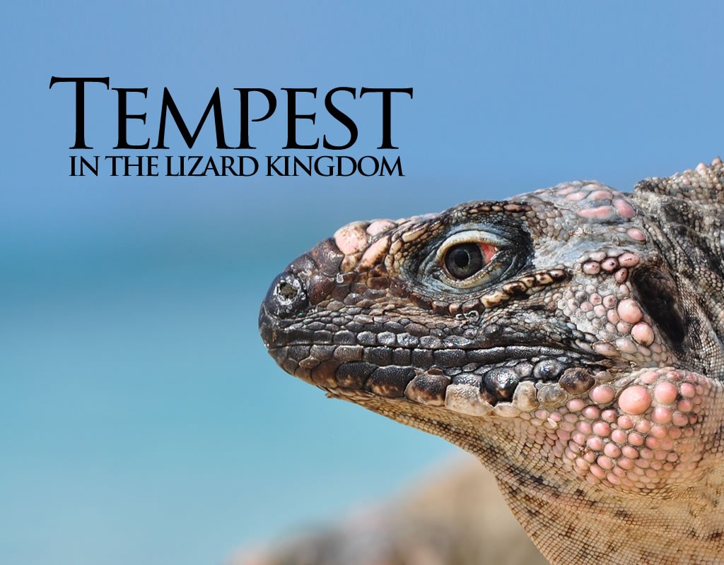 Tempest in the Lizard Kingdom: A True Christmas Tale - Dave Bricker ...